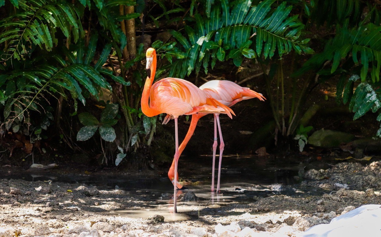 Flamingos Natureza Rosa Tropical - Foto gratuita no Pixabay - Pixabay