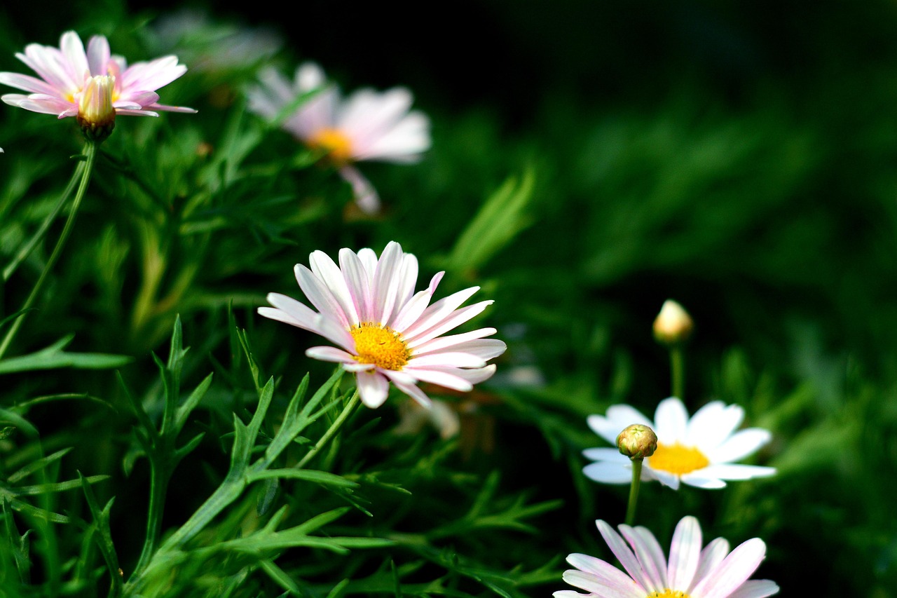 La Nature Fleur Daisy - Photo gratuite sur Pixabay - Pixabay