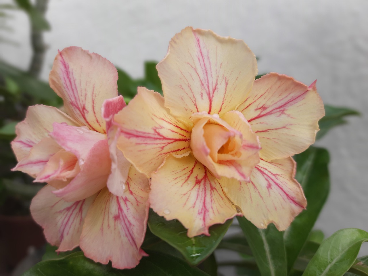 Adenium Rosa Do Deserto Foto Gratuita No Pixabay Pixabay