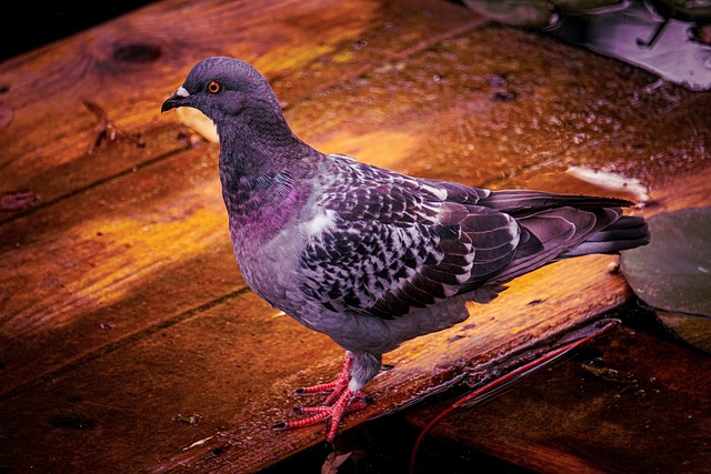 Birds Porumbel - Free photo on Pixabay