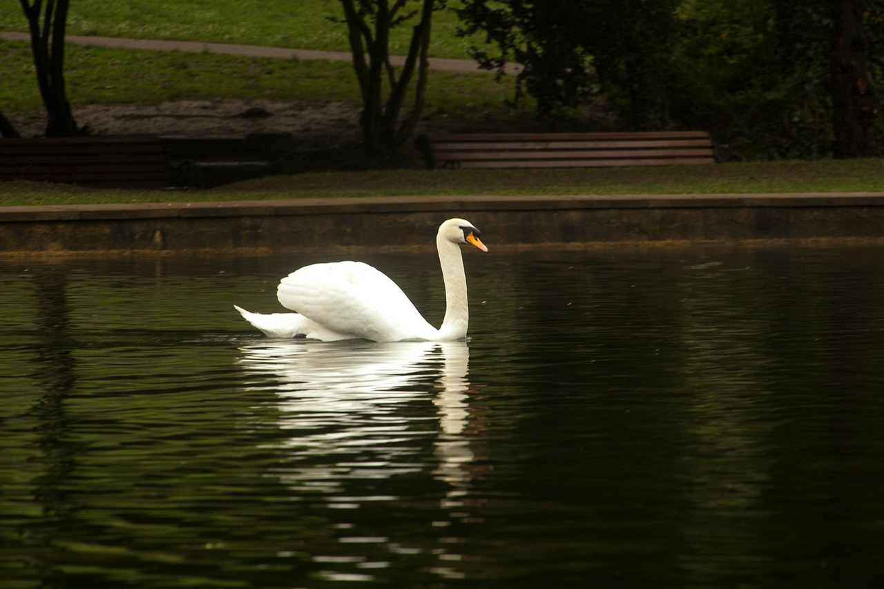 Cygne Blanche La Natation - Photo gratuite sur Pixabay - Pixabay