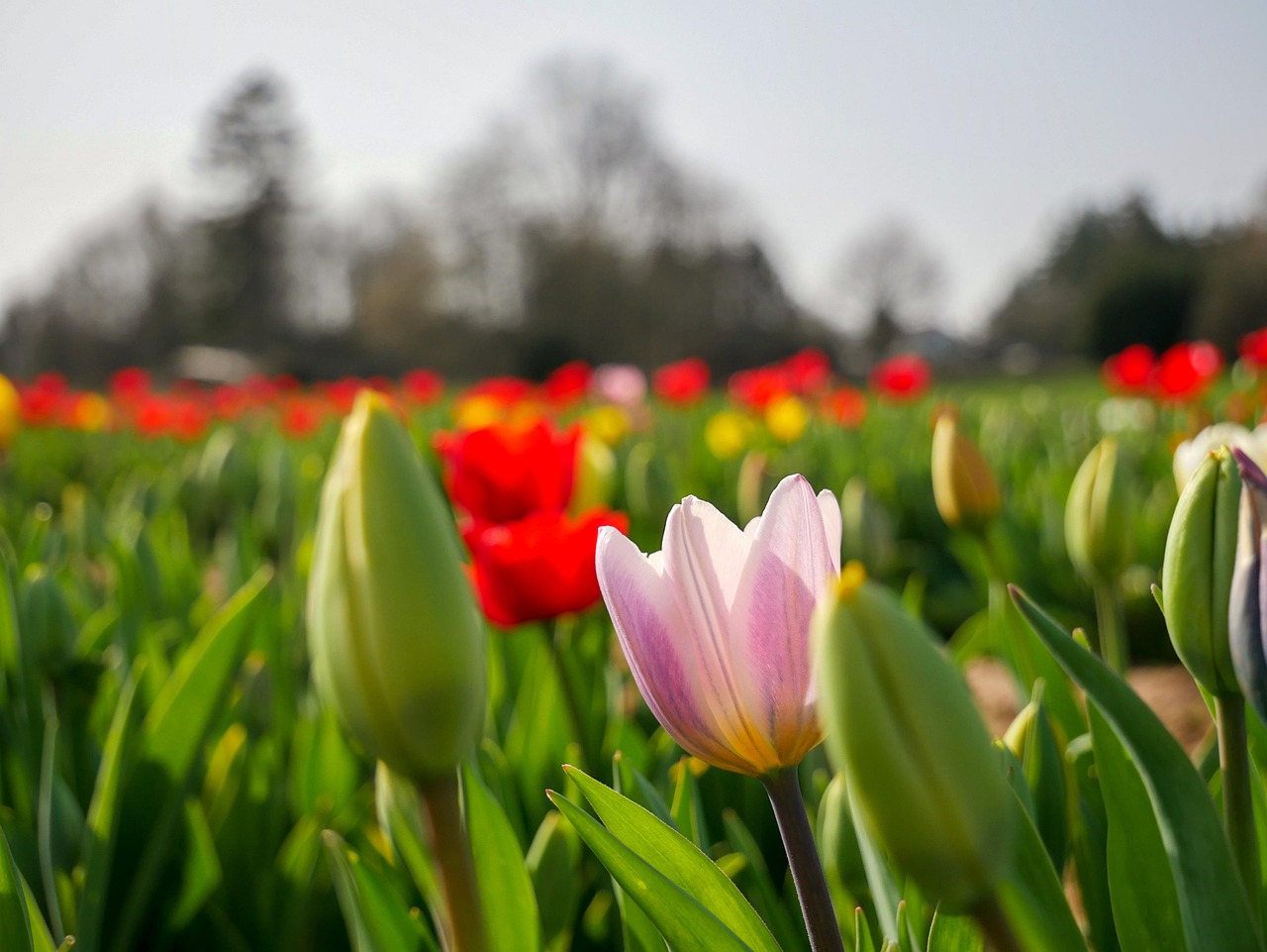 Fleur Le Printemps Soleil - Photo gratuite sur Pixabay - Pixabay