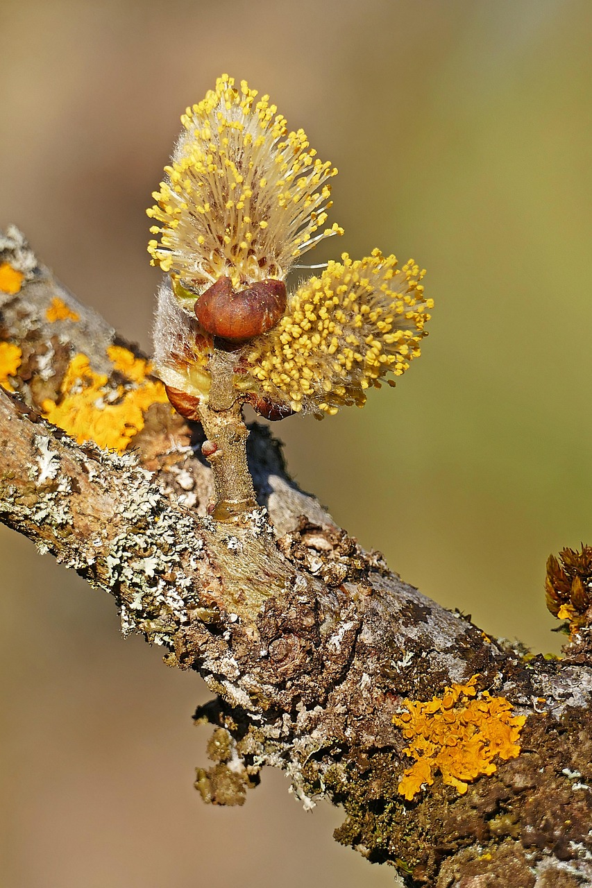 Willow Catkin Catkins Spring - Free photo on Pixabay