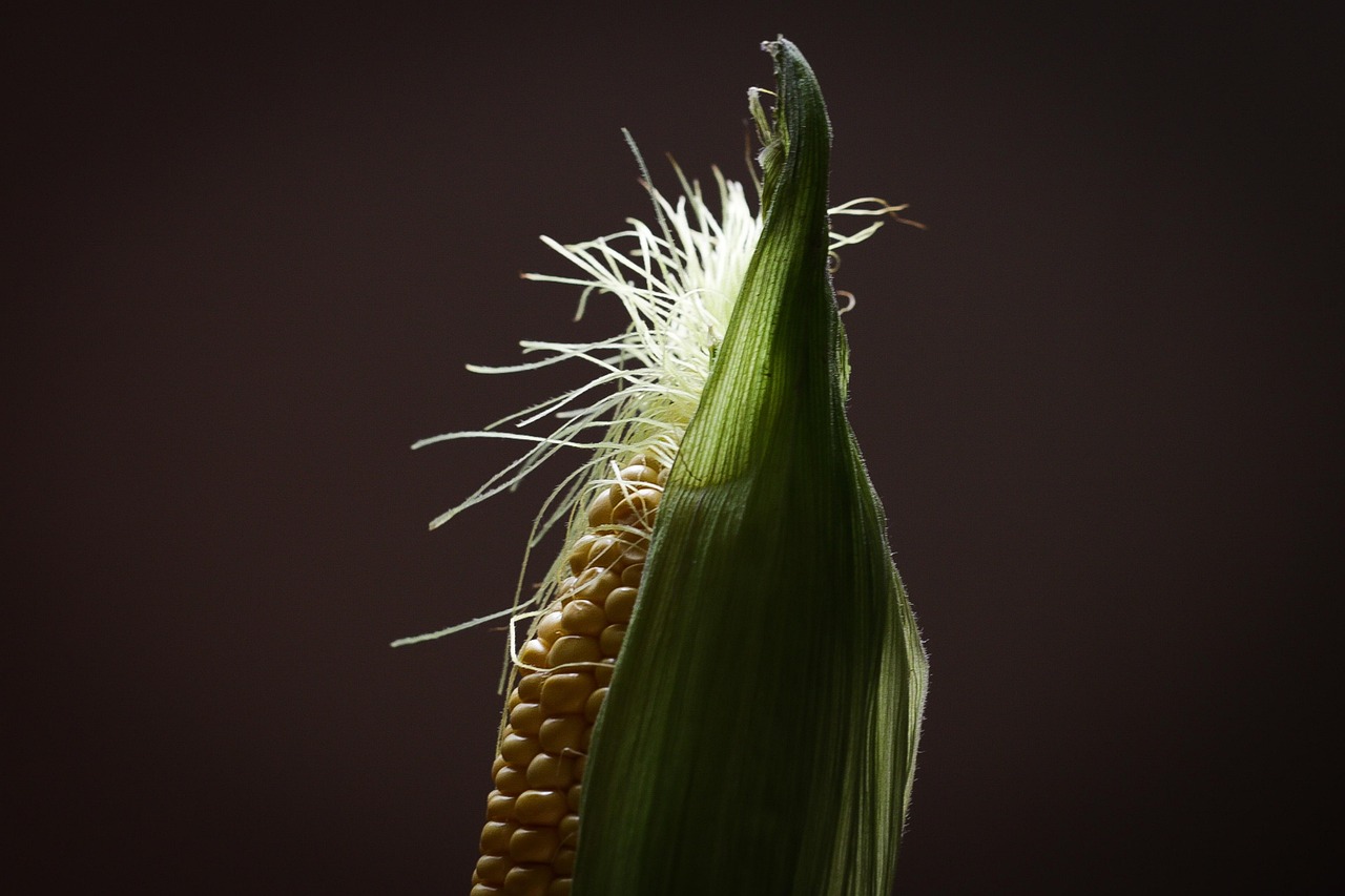100+ Free Husks & Nature Images - Pixabay