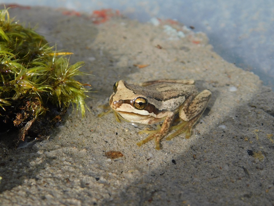 Katak Pohon Coklat Selatan - Foto gratis di Pixabay - Pixabay