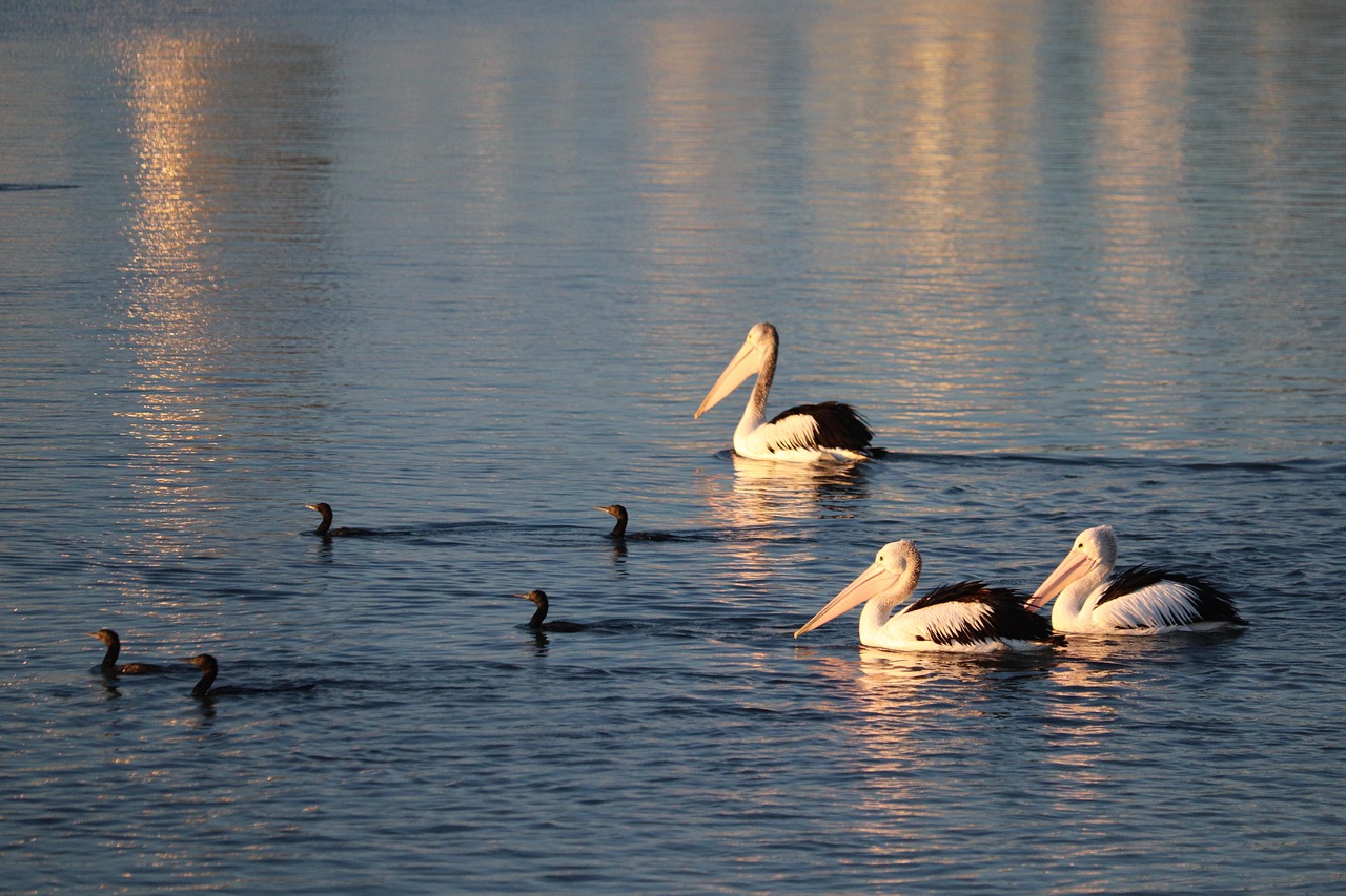 Pelican Ducks Lake - Free photo on Pixabay - Pixabay