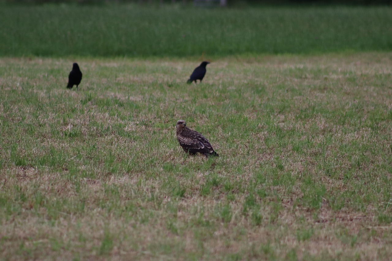 Buzzard Raptor Rapacious - Free photo on Pixabay - Pixabay