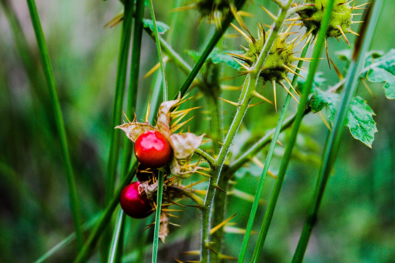 Buah Nightshade Lengket Solanum - Foto gratis di Pixabay - Pixabay