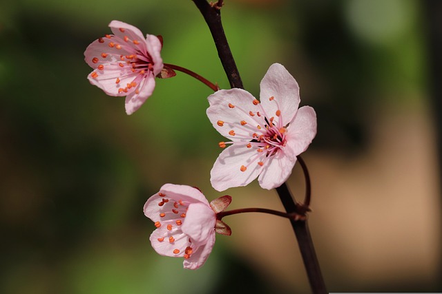 Zierpflaume Blossom Blommar - Gratis foto på Pixabay