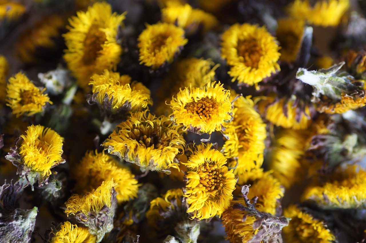Coltsfoot Bunga Bunga Kering Bunga Foto Gratis Di Pixabay Pixabay