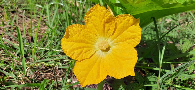 Fleurs De Citrouille Fleur Jaune - Image gratuite sur Pixabay - Pixabay