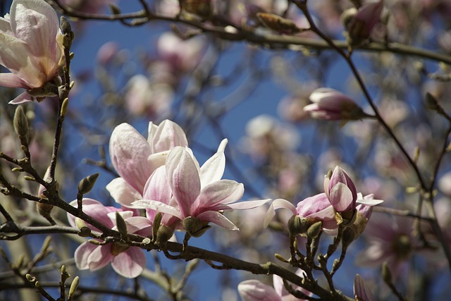 Magnolia Tree Branch - Free photo on Pixabay