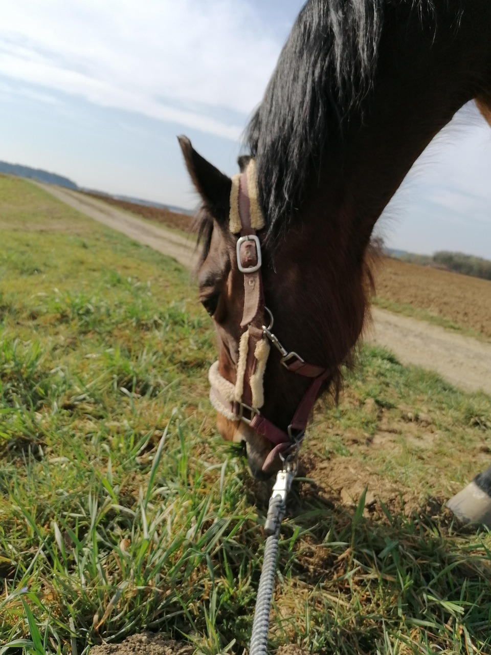 Cavalo Pónei Égua - Foto gratuita no Pixabay - Pixabay