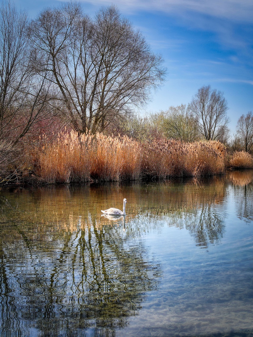 Swan Lake Reed - Free photo on Pixabay