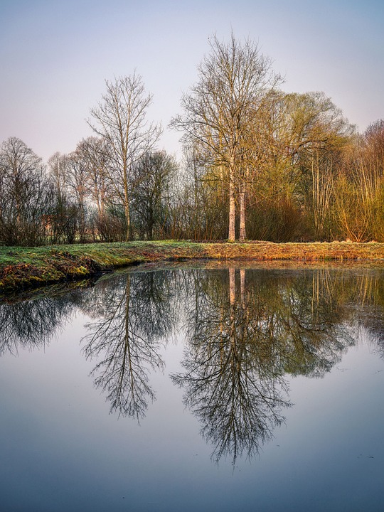 Lake Bank Trees - Free photo on Pixabay