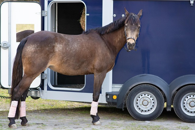 Horse Pony Trailer - Free photo on Pixabay - Pixabay