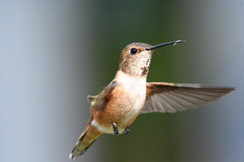 Female Rufous Hummingbird Flight - Free photo on Pixabay - Pixabay