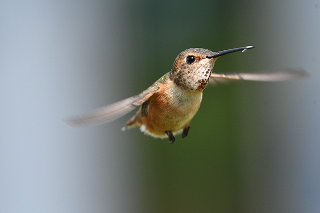 Colibrí Pájaro Volador Hembra - Foto gratis en Pixabay - Pixabay