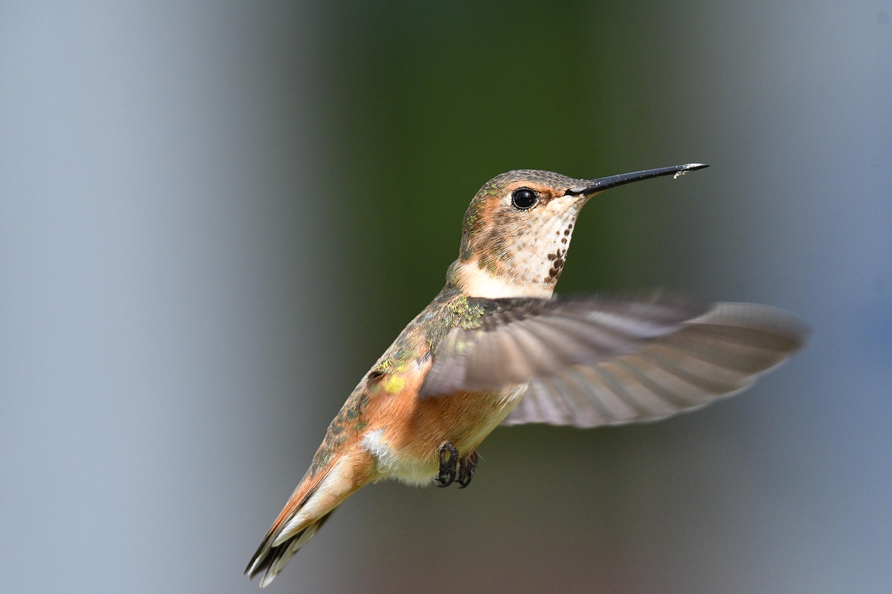 Female Rufous Hummingbird Flight - Free photo on Pixabay - Pixabay
