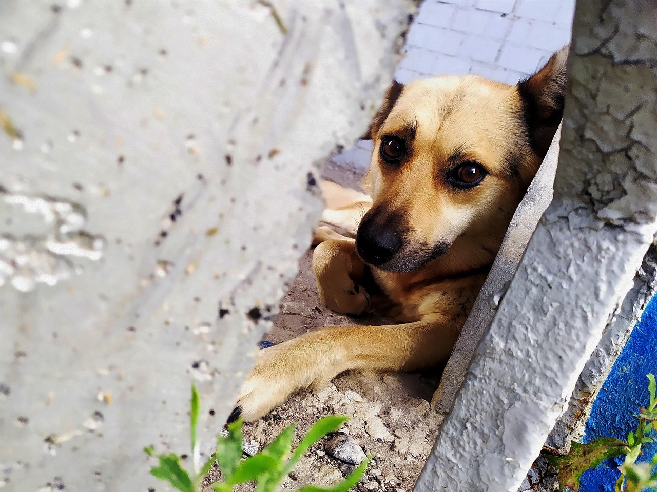 Perro Solo Un Lindo - Foto gratis en Pixabay - Pixabay