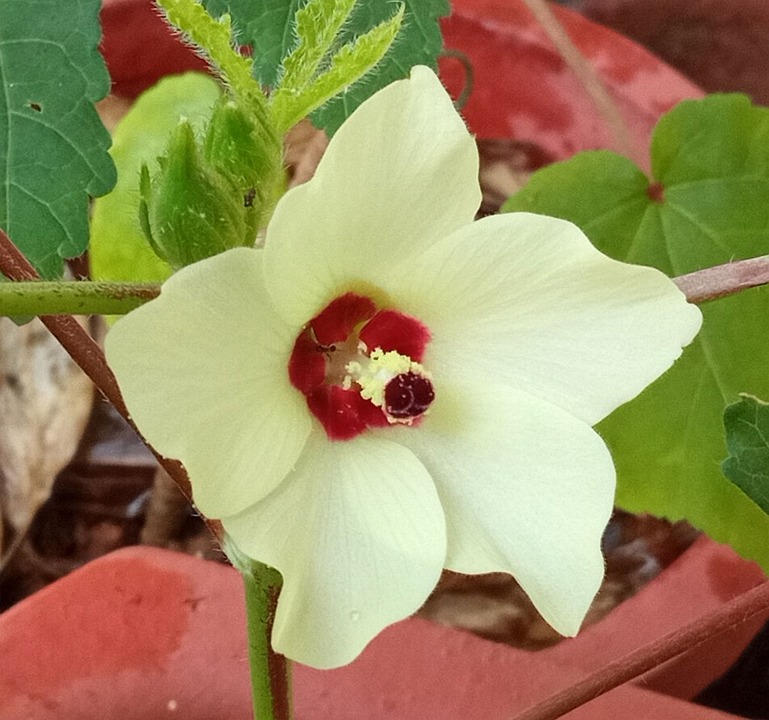 Okra Flower Knospen Blume - Kostenloses Foto auf Pixabay - Pixabay