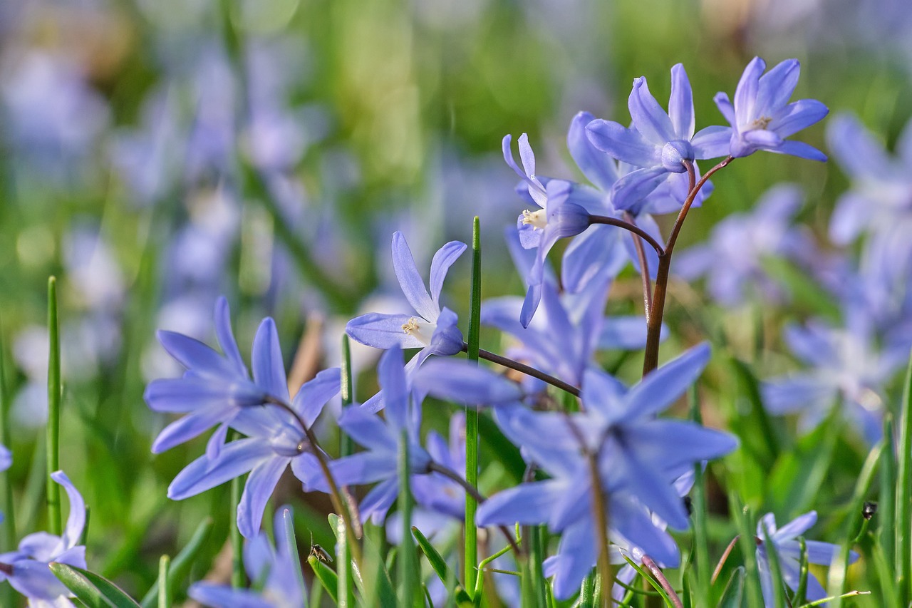 Flowers Petals Spring - Free photo on Pixabay