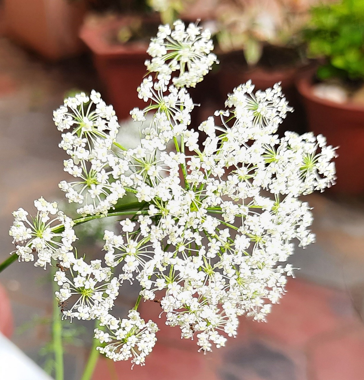 Fleurs De Carotte Bloom - Photo gratuite sur Pixabay - Pixabay