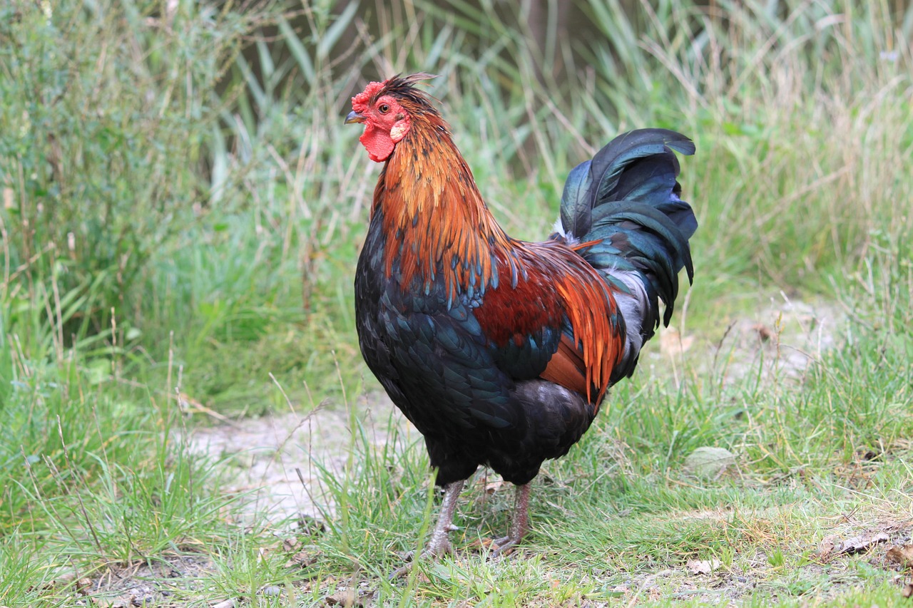 Rooster Chicken Hahn - Free photo on Pixabay - Pixabay