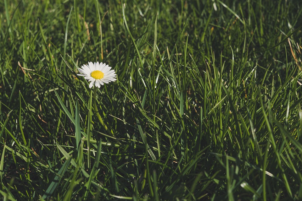 Bunga Aster Rumput - Foto gratis di Pixabay