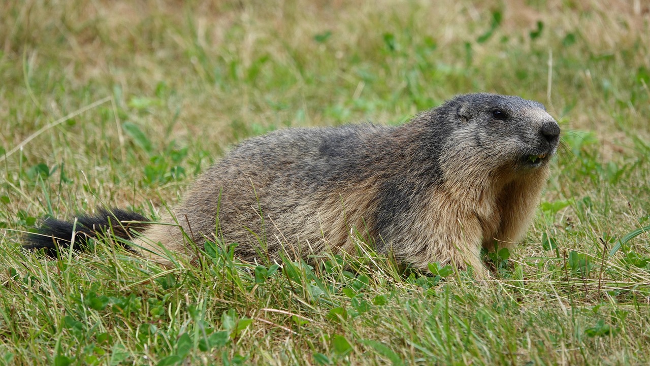 Marmotte Pyrénées Montagne - Photo gratuite sur Pixabay - Pixabay