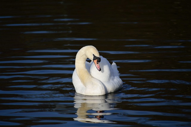 Cisne Ave Aquática Penas - Foto gratuita no Pixabay - Pixabay