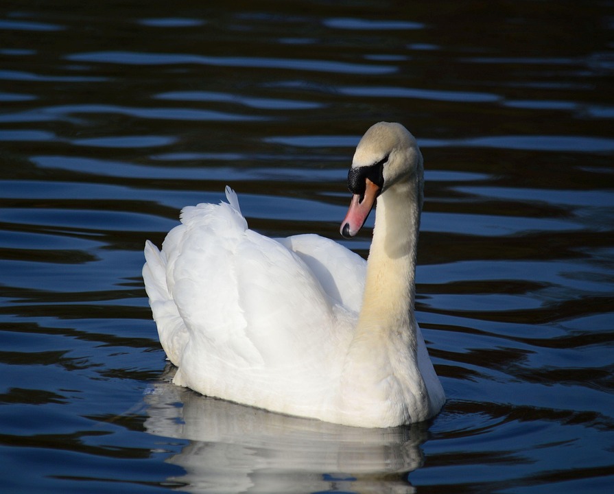 Cisne Ave Aquática Penas - Foto gratuita no Pixabay - Pixabay