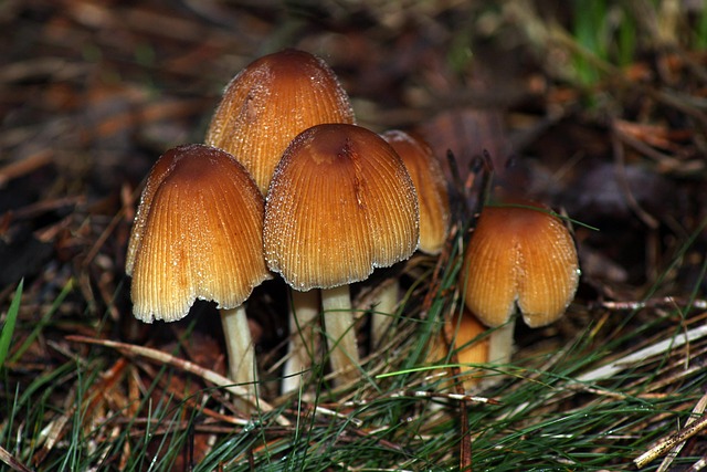 Mica Ink Cap Mushrooms Coprinus - Free photo on Pixabay - Pixabay