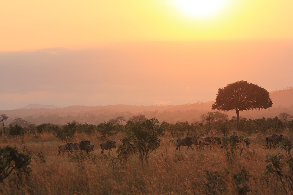 Animals Herd Wild Life - Free photo on Pixabay - Pixabay
