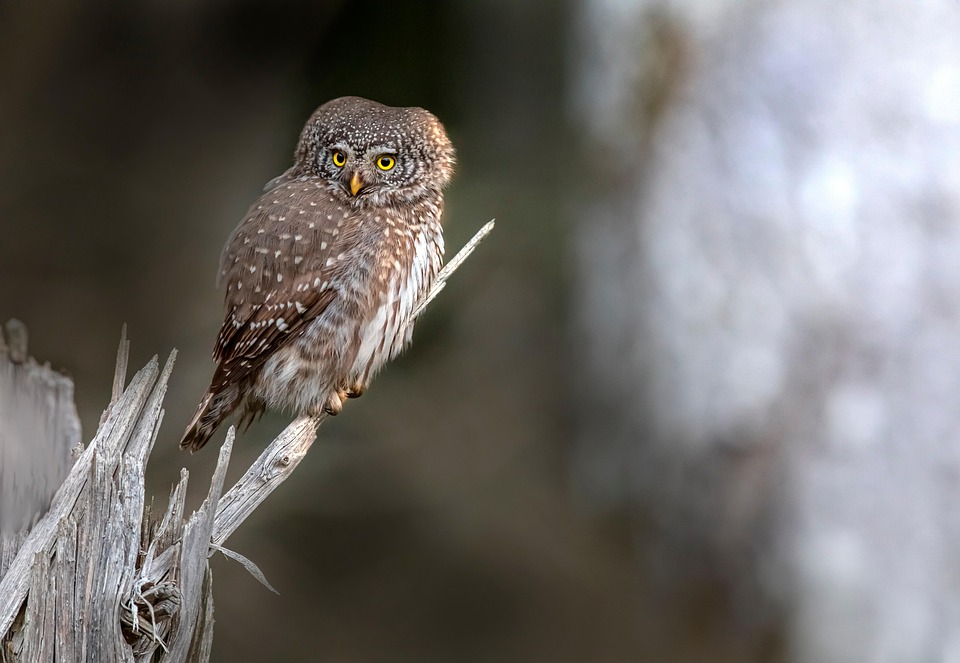 Eule Eurasische Sperlingskauze - Kostenloses Foto auf Pixabay - Pixabay