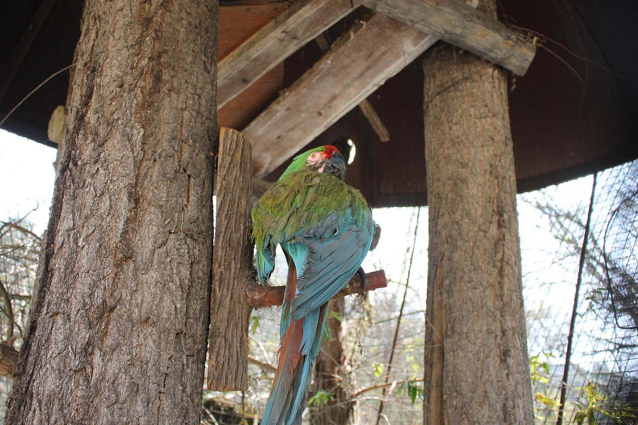 Parrot Animals - Free photo on Pixabay - Pixabay