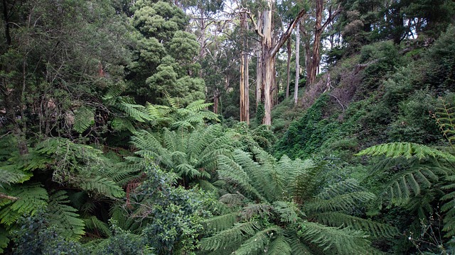 Australian Rainforest Forest - Free photo on Pixabay