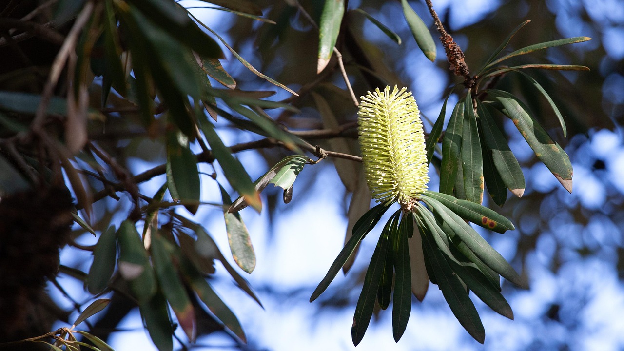 90+ Free Australian Flora & Flora Images - Pixabay