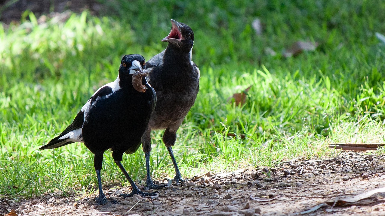 Jealousy Australian Magpies - Free photo on Pixabay - Pixabay