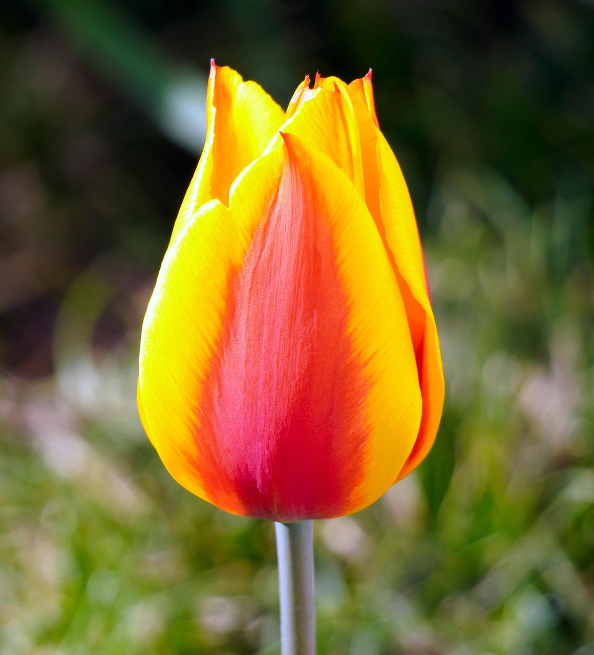 Tulip Flower Blossom - Free photo on Pixabay