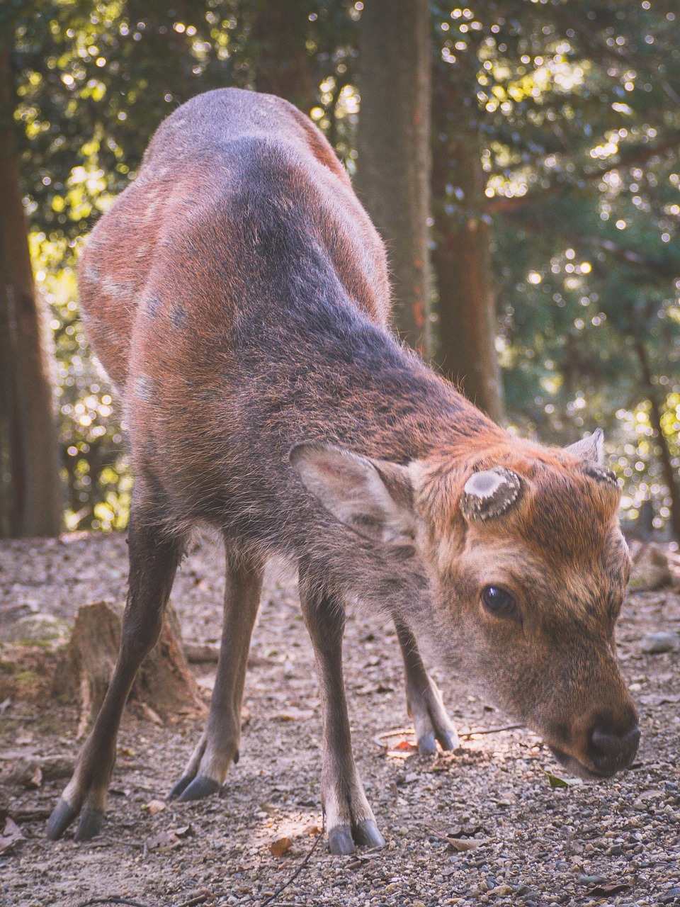 Rusa Nara Jepang - Foto gratis di Pixabay - Pixabay