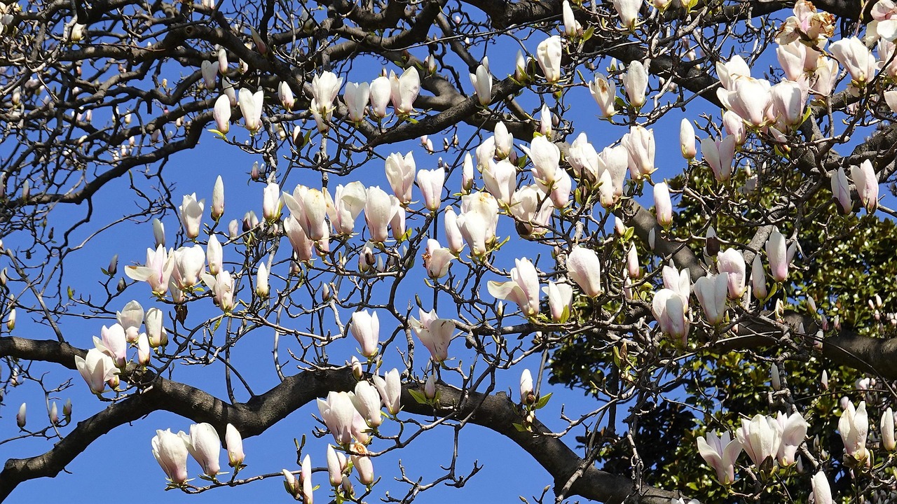 Fleurs Le Printemps - Photo gratuite sur Pixabay - Pixabay