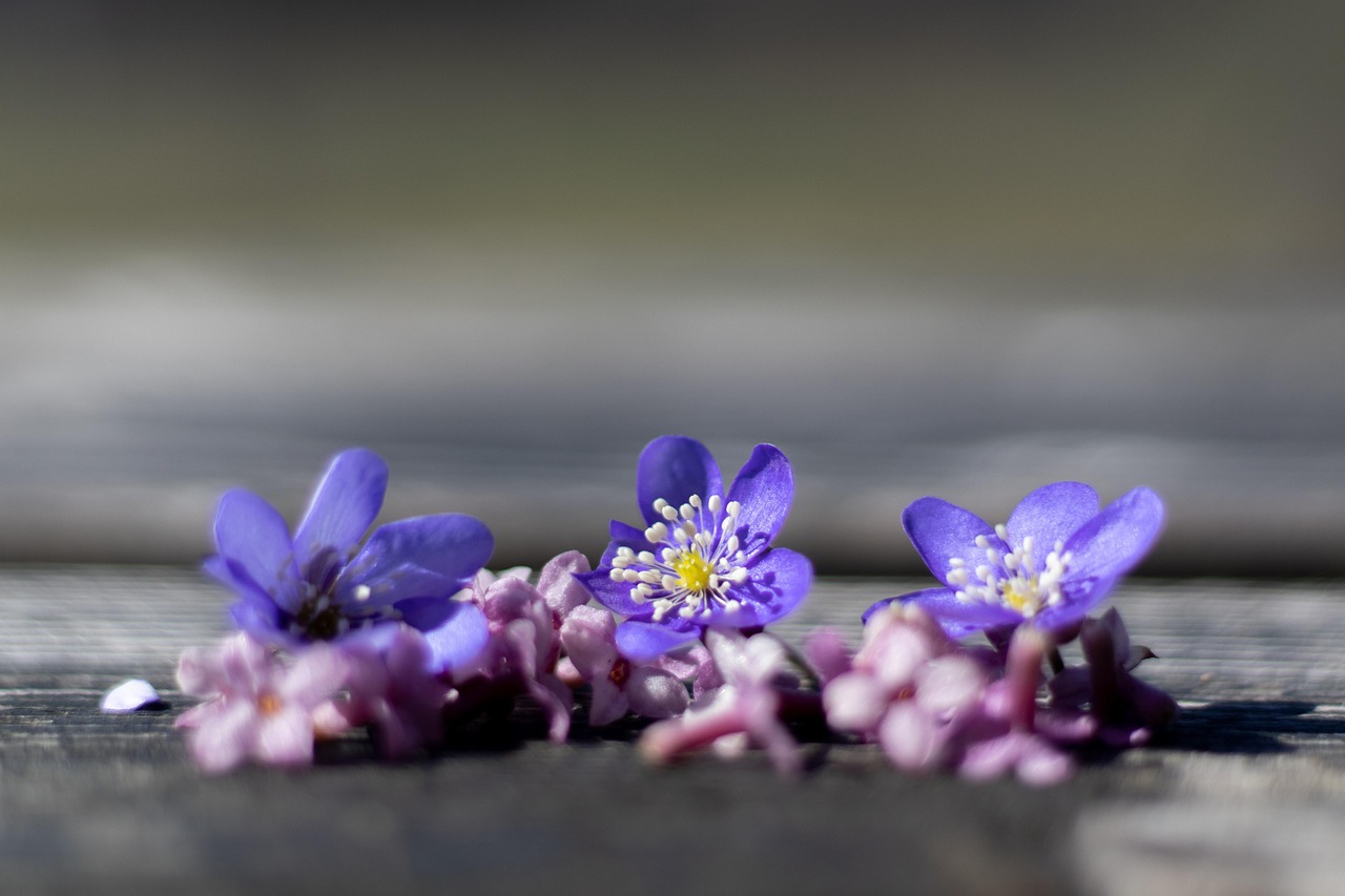 Fleurs Pétales Le Printemps - Photo gratuite sur Pixabay - Pixabay