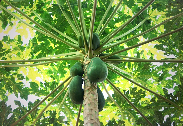20+ Free Pawpaw & Fruit Images - Pixabay