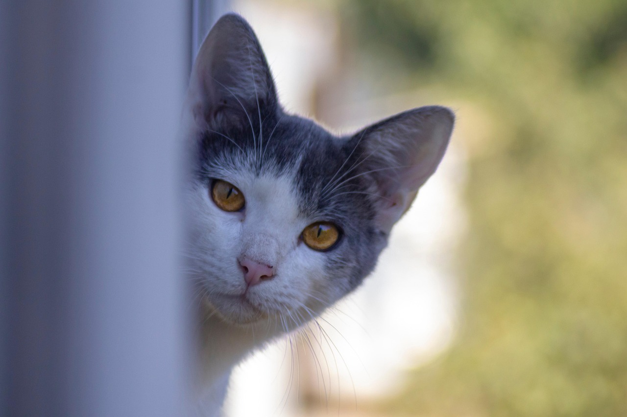 Katze Suchen Augen - Kostenloses Foto auf Pixabay - Pixabay