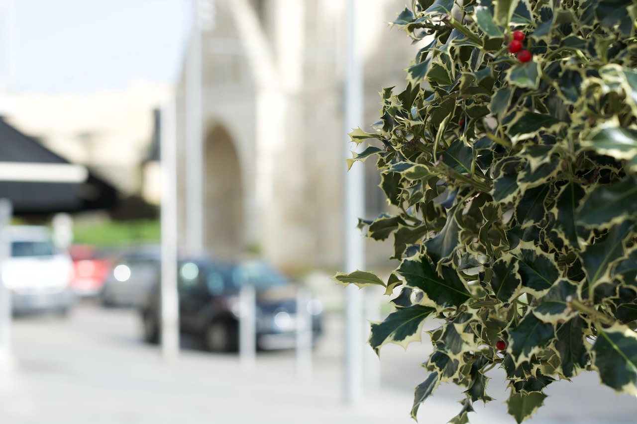 Holly Red Balls Plant Green Leaves - Free photo on Pixabay - Pixabay