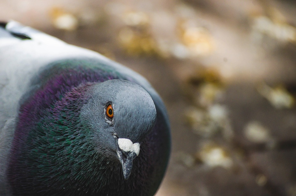 Wild Pigeon Head Bird - Free photo on Pixabay - Pixabay