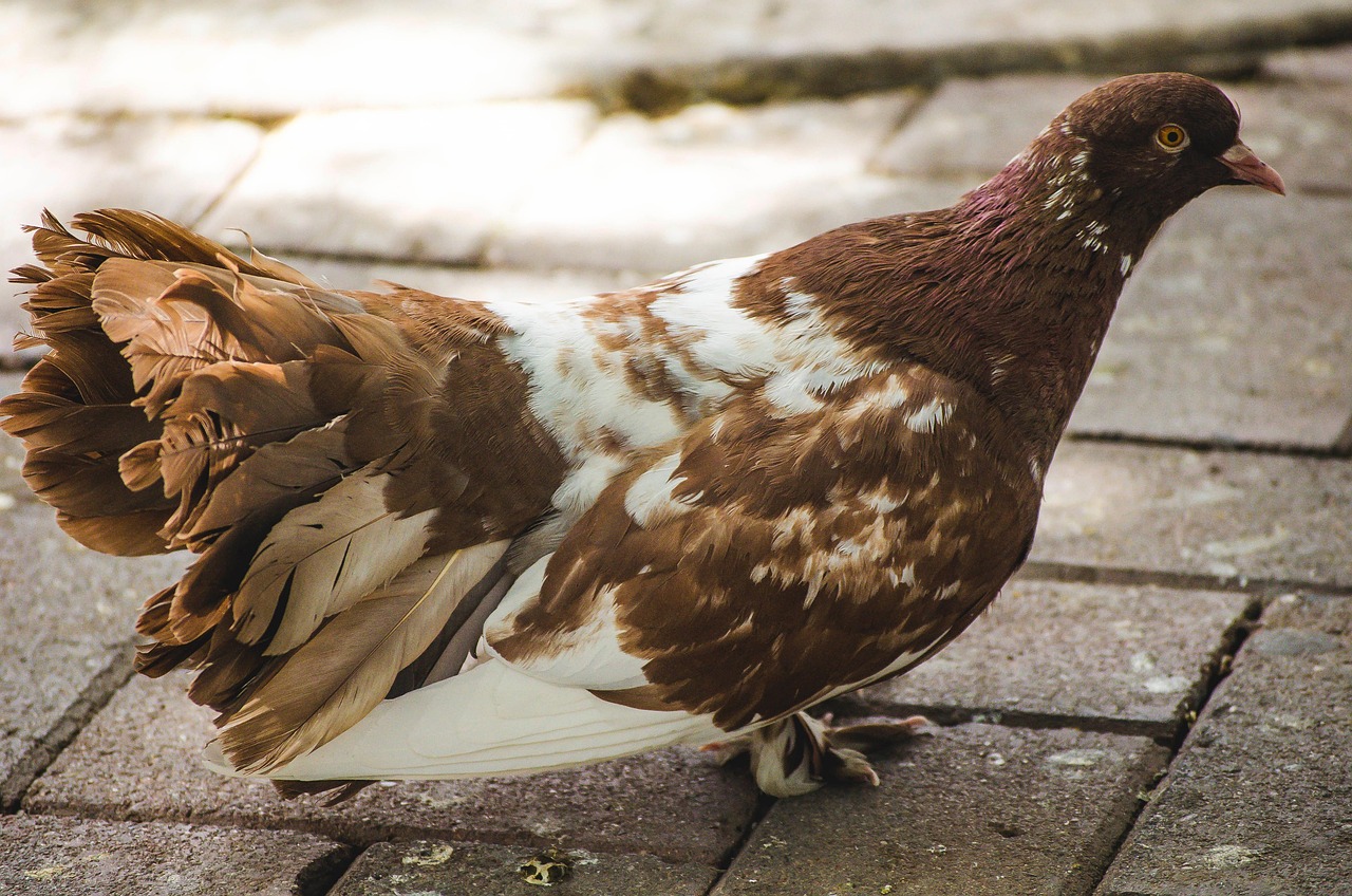Pombo Pássaro Calçada - Foto gratuita no Pixabay - Pixabay