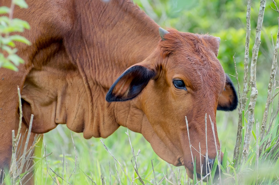 Cow Animal Eye - Free photo on Pixabay - Pixabay