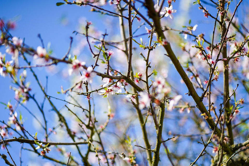 Spring Branches Blossom - Free photo on Pixabay